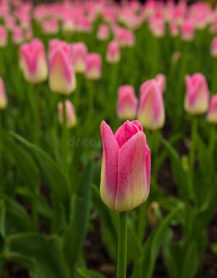Bright Pink Flowers Tulips in the Alley. Stock Image - Image of blossom ...