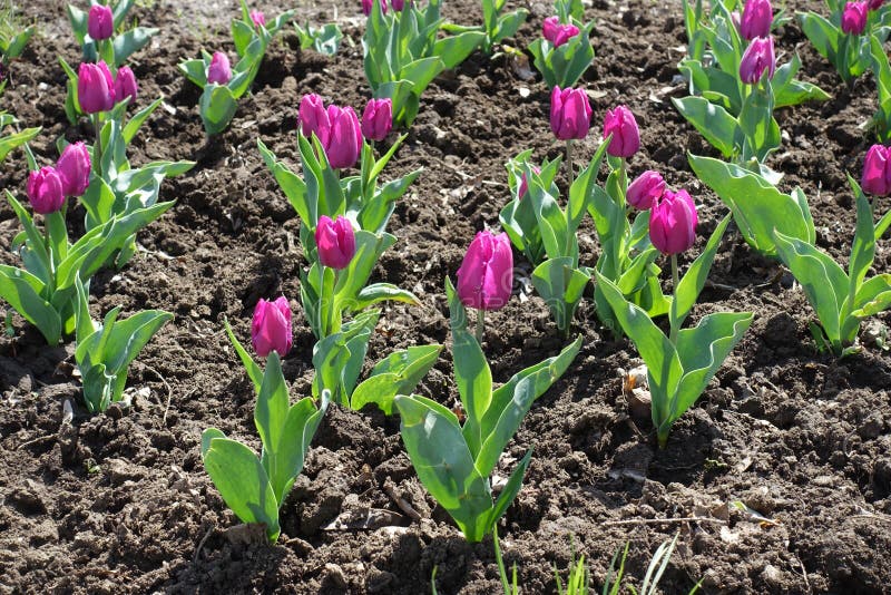 Bright Pink Flowers of Tulips in April Stock Image - Image of pink ...