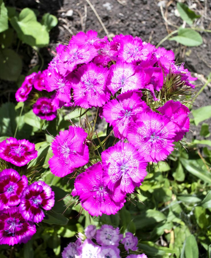 Bright Pink Flowers Turkish Carnation Stock Photo - Image of colorful ...