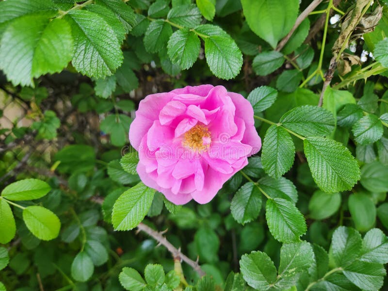 Bright Pink Garden Rose stock image. Image of pink, blossom - 320618743