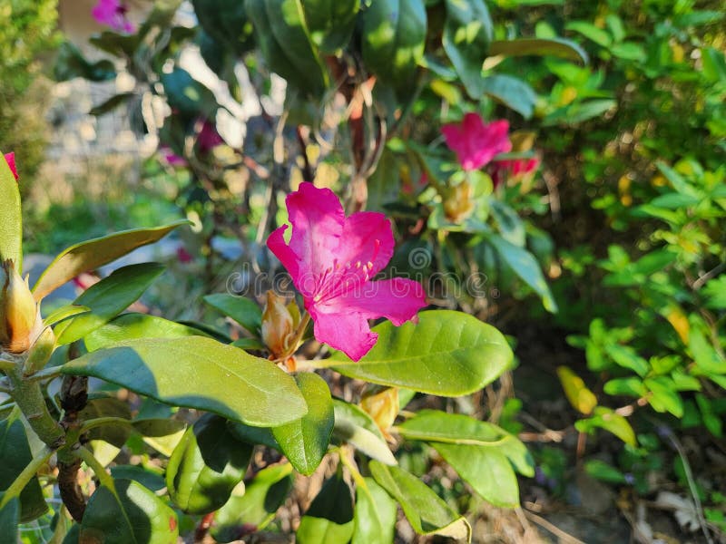 Bright Magenta Pink Garden Flower Stock Photo - Image of tree ...