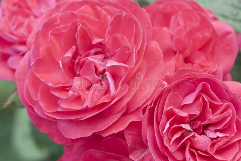 Pink Gentle Rose Flower Beautiful Background Stock Image - Image of ...