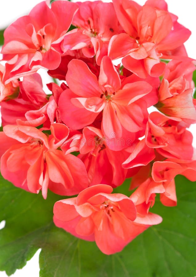 Geranium flower stock photo. Image of macro, green, isolated - 45554912