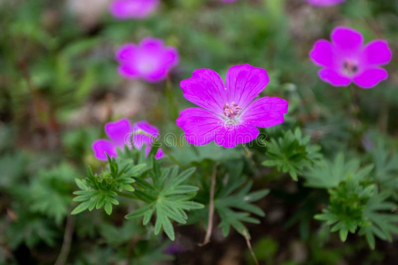 Pink and Purple Hydrangea Macrophylla or Hortensia Shrubs Stock Image ...