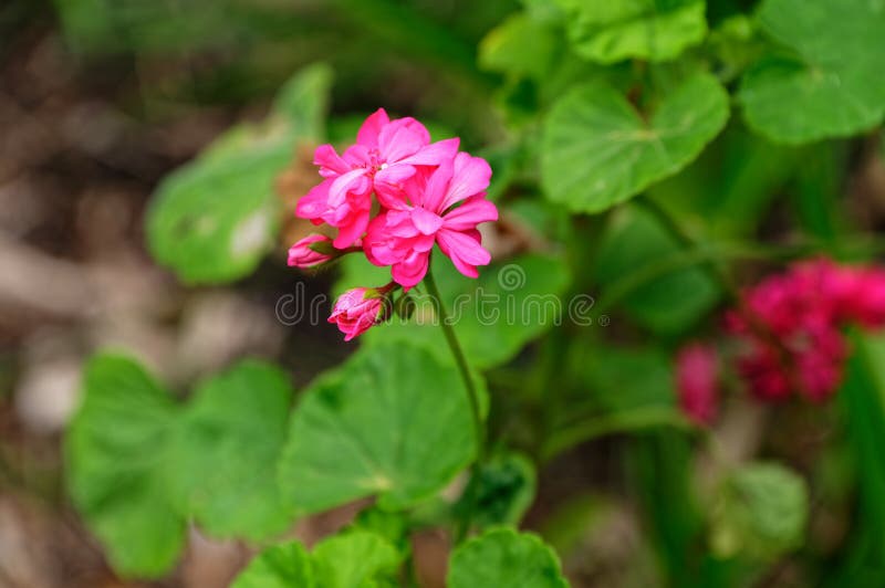 A Bright Pink Geranium is Growing in a Cottage Garden Stock Image ...