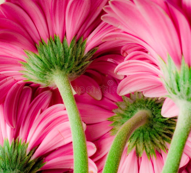 Bright pink gerber daisies stock photo. Image of micro - 7976854