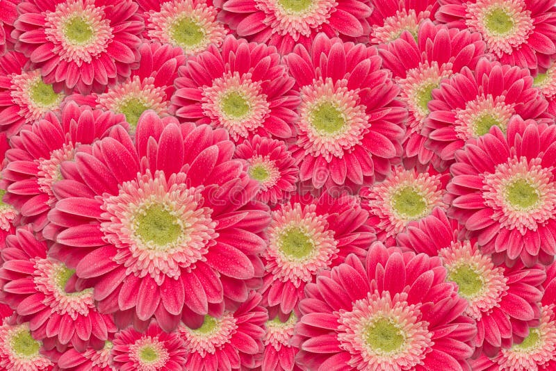 Bright Pink Gerber Daisies with Water Drops Stock Photo - Image of copy ...
