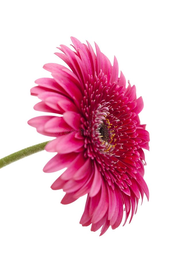 Bright Pink Gerbera Isolated on White Stock Image - Image of isolated ...