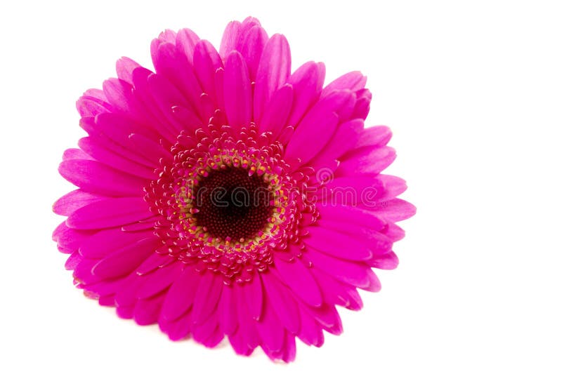 Bright Pink Gerbera Isolated on White Stock Photo - Image of gerbera ...