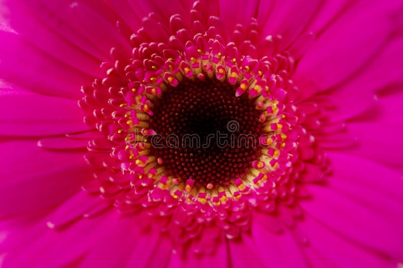 Bright Pink Gerbera Macro Close Up Stock Photo - Image of background ...