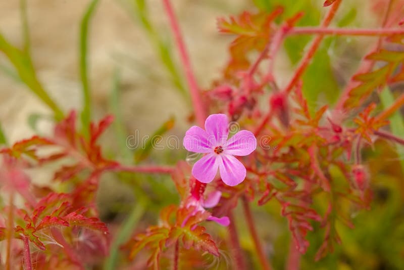 Bright Pink Herb-Robert Flower, Close-up - Geranium Robertianum Stock ...