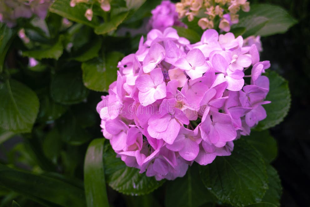Bright pink hydrangea stock image. Image of hydrangea - 157271035