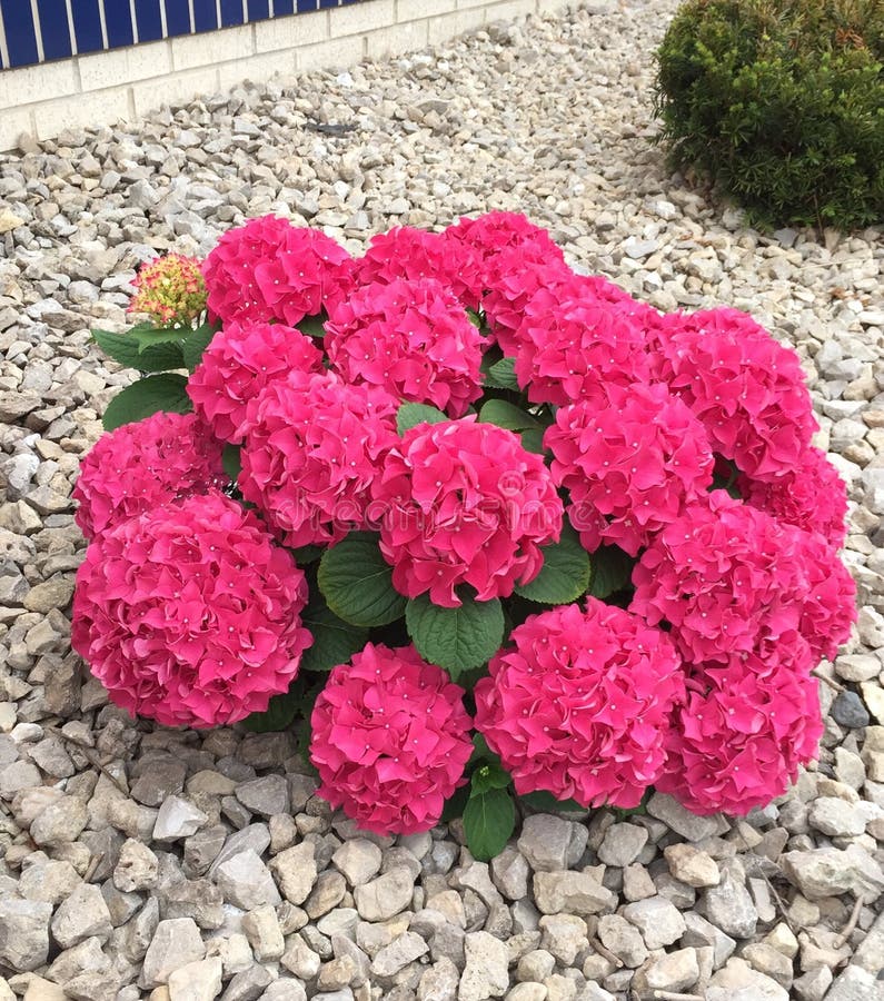 Bright pink hydrangea bush stock photo. Image of garden - 56612222