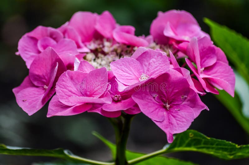 Bright Pink Hydrangea Flowers Stock Image - Image of corolla, light ...