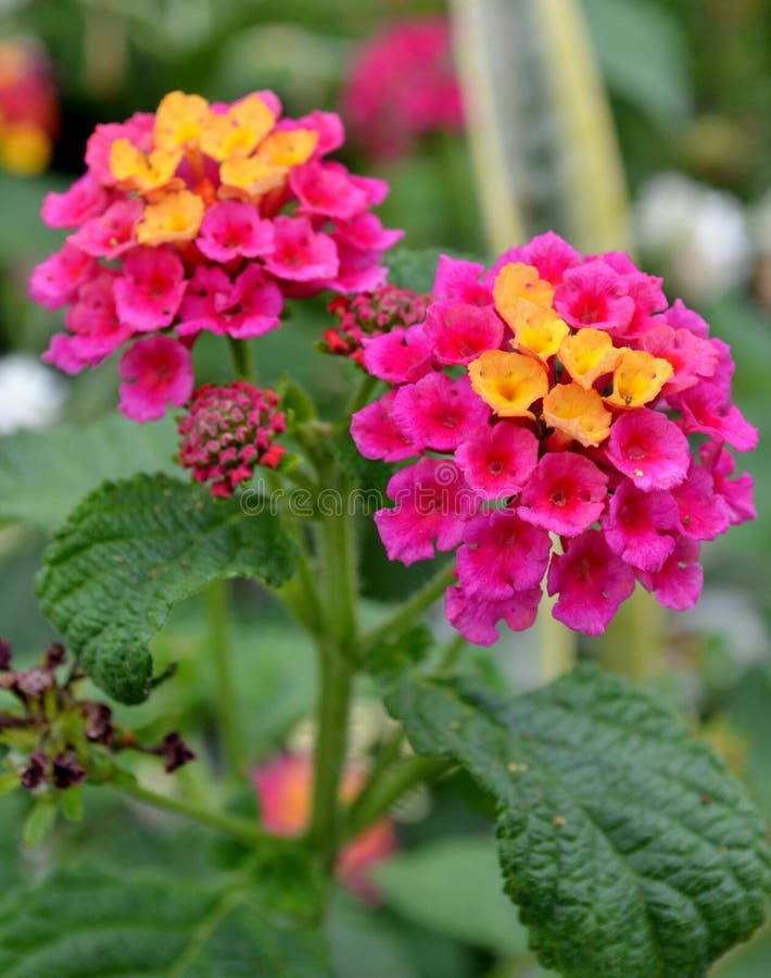 Bright Pink Lantana Camara Flowers Stock Photo - Image of tropical ...
