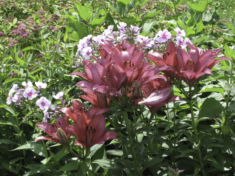 Bright Pink Lilies on a Green Garden Bed Stock Photo - Image of fresh ...