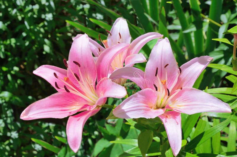 Bright pink Lily closeup stock image. Image of decorative - 50609665