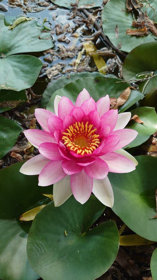 Bright Pink Lotus Flower in Full Bloom Stock Image - Image of blossom ...