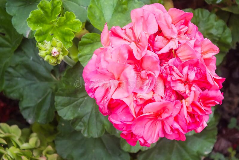 Bright Pink Multicolored Geranium Flower Stock Image - Image of flowers ...