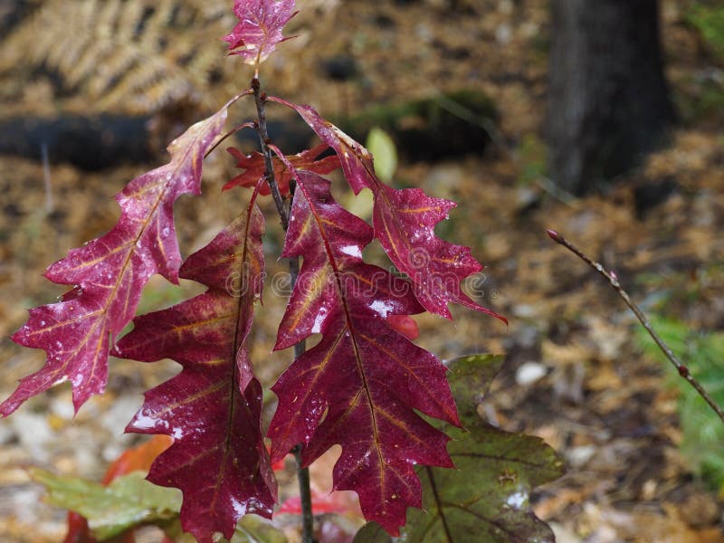 Bright Pink Oak Leaves on Young Oak Tree in Autumn Stock Photo - Image ...