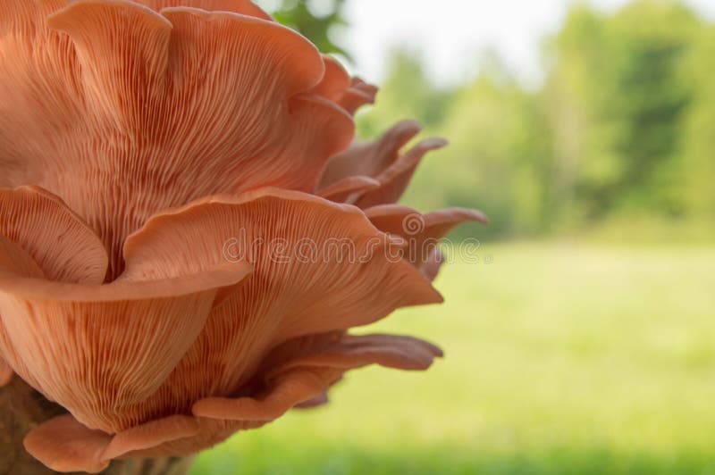Bright Pink Oyster Mushroom Pleurotus Djamor Edible Gourmet Fungi Stock