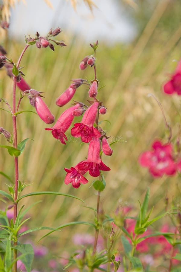 Bright pink Penstemon stock photo. Image of beautiful - 11020360