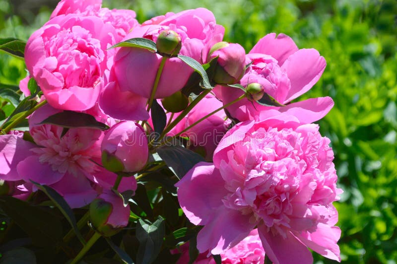 Bright Pink Peonies on a Background of Green Grass Stock Photo - Image ...