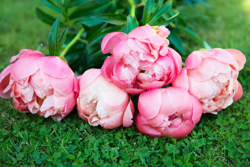 Bright Pink Peonies stock photo. Image of template, wife - 54742826