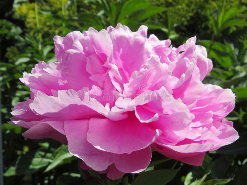 1,257 Bright Pink Peony Full Bloom Stock Photos - Free & Royalty-Free ...