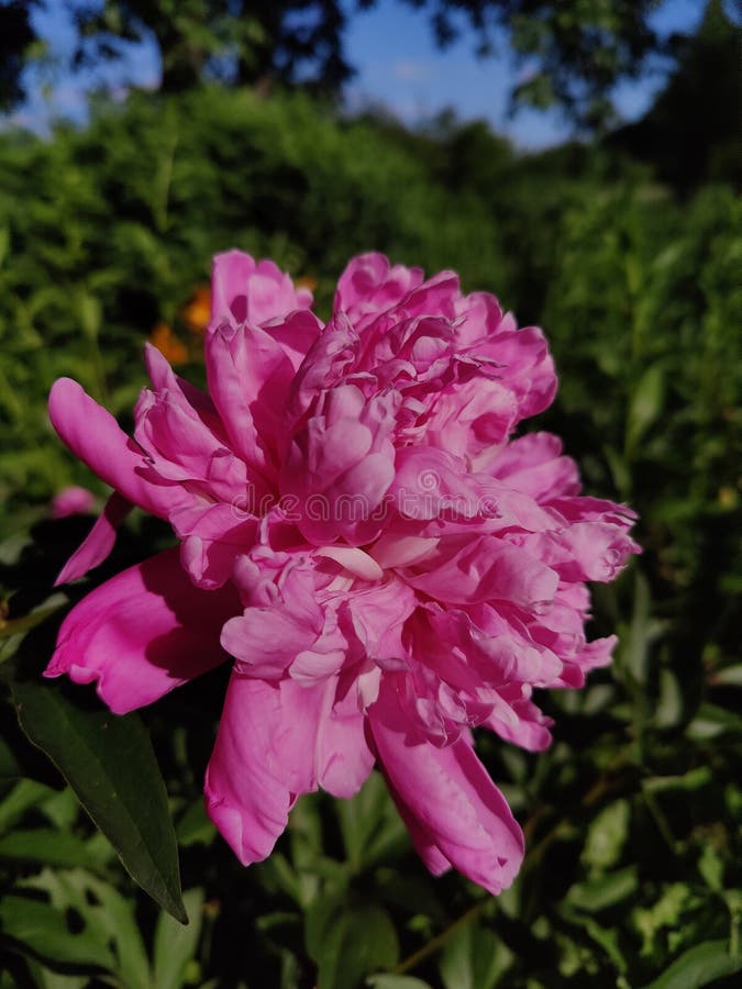 Bright Pink Peony Illuminated by the Sun Stock Image - Image of peony ...