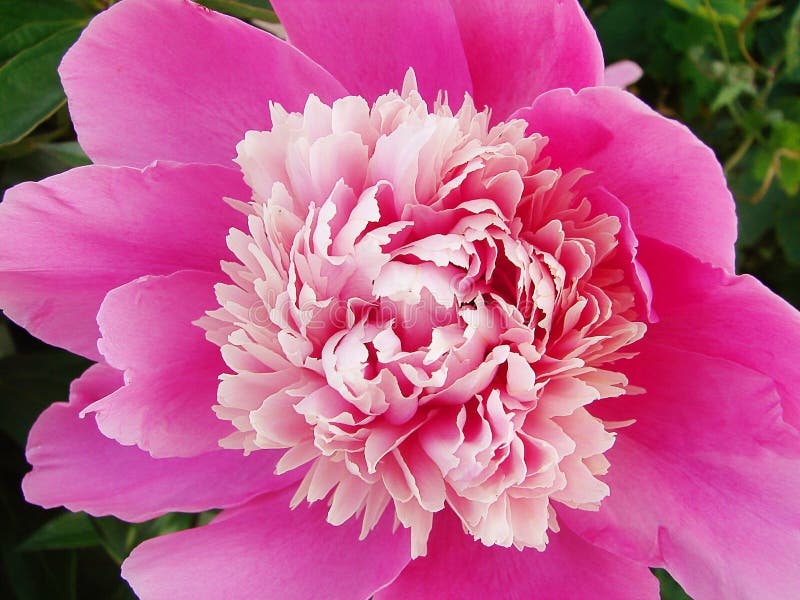 Bright Pink Peony Petals Close-up Stock Image - Image of flower ...
