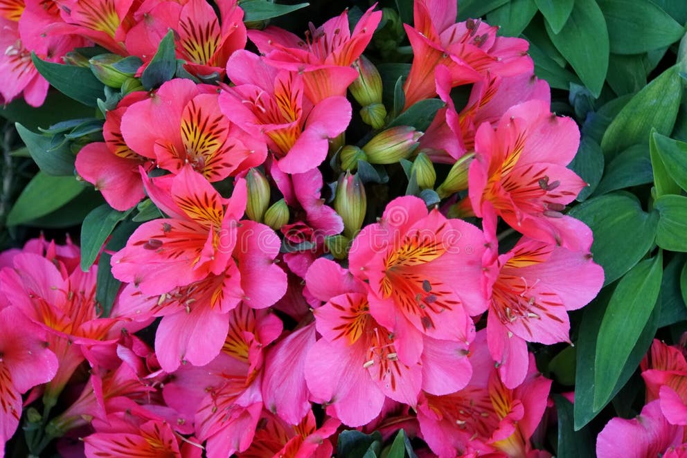 Bright Pink Peruvian Lily Flowers at Full Bloom Stock Photo - Image of ...