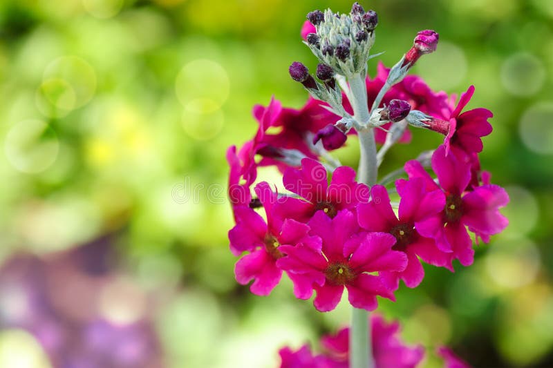 Pink Primrose (Primula Elatior) of the SuperNova Rose Bicolor Variety ...