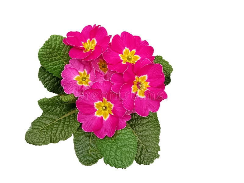 Bright Pink Primrose on a White Background. Stock Photo - Image of ...