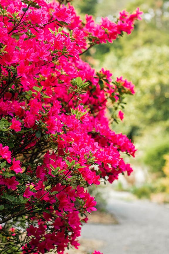 Bright Pink Rhododendron Bushes in a Vertical Frame on the Left Edge ...