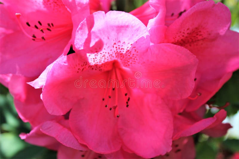 Bright Pink Rhododendron Flower Close Up Stock Image - Image of cluster ...