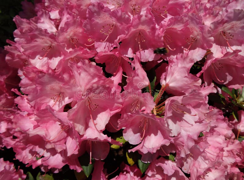 Bright Pink Rhododendron Flowers Stock Photo - Image of bright, leaf ...