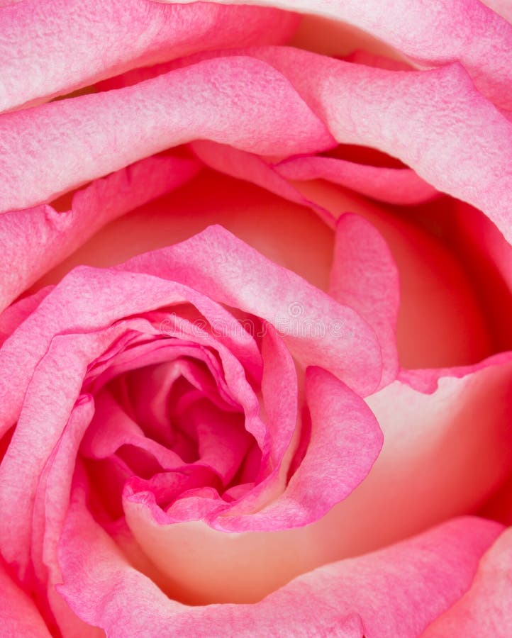 Bright pink rose closeup stock photo. Image of rosa, bloom - 26185886
