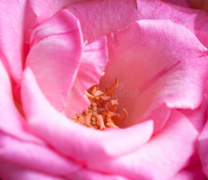 Bright pink rose stock image. Image of pastel, natural - 43216763