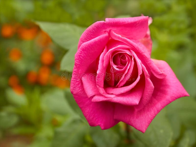 Bright Pink Rose in Flowerbed Stock Image - Image of background ...