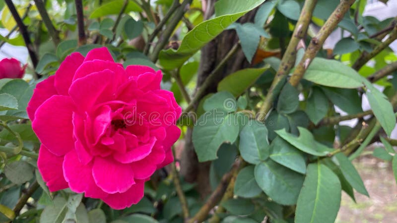 Bright Pink Rose in Full Bloom in a Garden Setting, Surrounded by Fresh ...