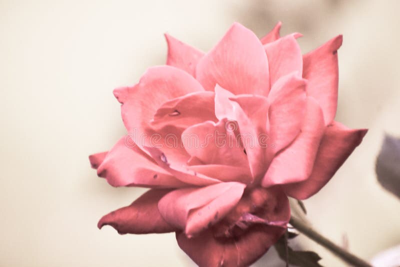 A Bright Pink Rose on a Grey Background Stock Photo - Image of elegant ...