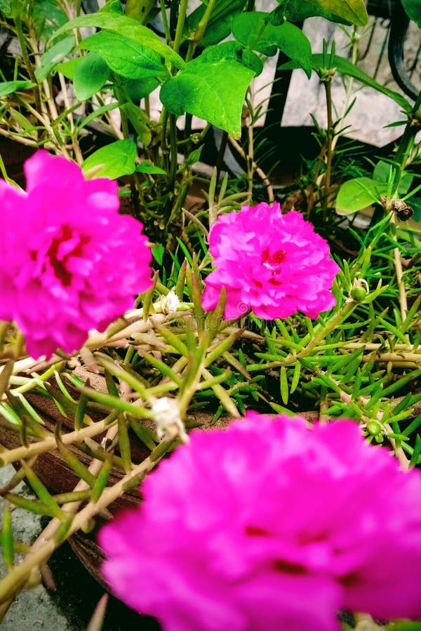 Bright pink Rose moss stock photo. Image of plant, green - 190215880