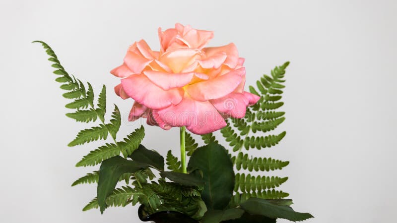 Bright pink rose open stock photo. Image of decoration - 100438904