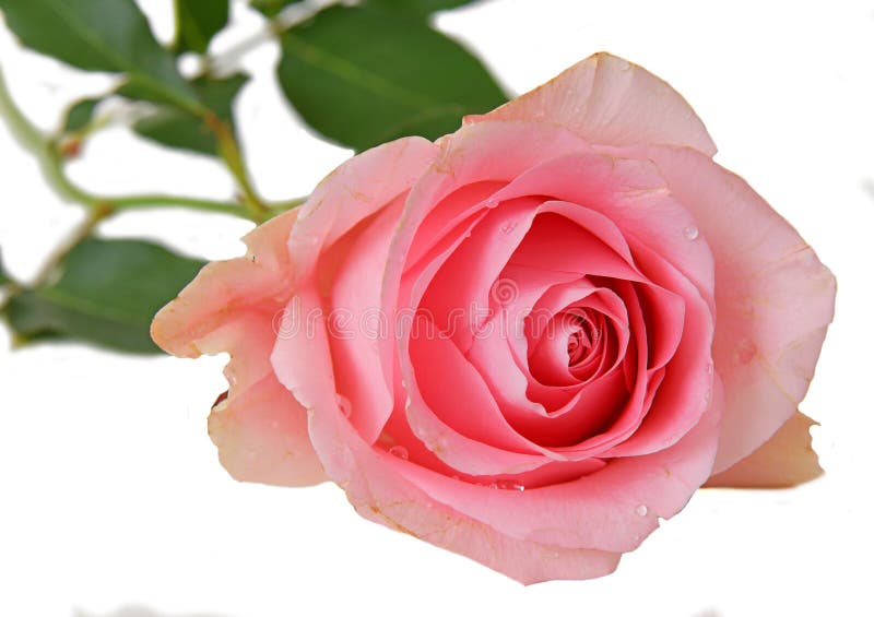 Bright Pink Rose, Symbol of Tenderness and Love Stock Image - Image of ...