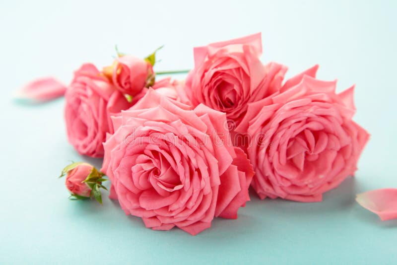 Bright Pink Roses on Blue Background. Spring Concept Stock Image ...