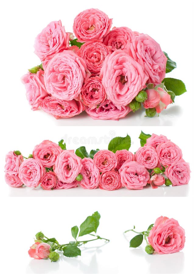 Bright Pink Roses, Collage, Isolated Stock Photo - Image of love ...
