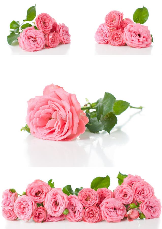 Bright Pink Roses, Collage, Isolated Stock Photo - Image of love ...