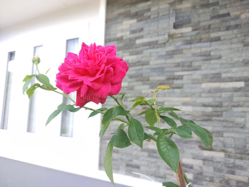Bright Pink Roses Decorate the House Stock Image - Image of centrepiece ...