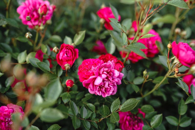 Bright Pink Roses in Full Bloom in a Summer Garden. Stock Image - Image ...